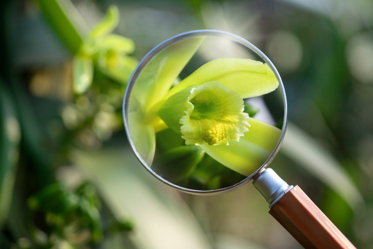 Robot Recognizes Plants By Simply Touching The Leaves Heise Online
