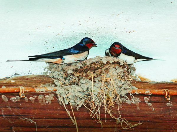 Apples Programmiersprache Swift: Eine Bilanz ein Jahr nach der ...