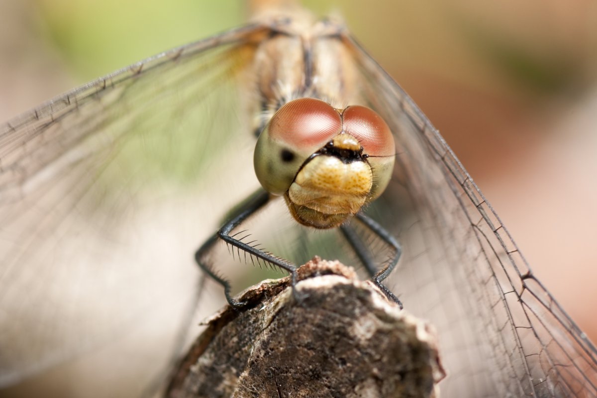 DragonFly BSD 4.6: Neue Grafiktreiber und NVMe-SSDs | heise online