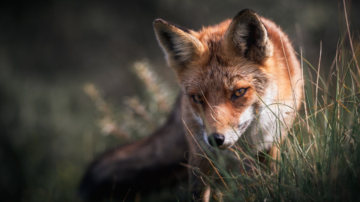 Webentwicklung: Firefox 83 beschleunigt JavaScript-Code im JIT-Compiler ...