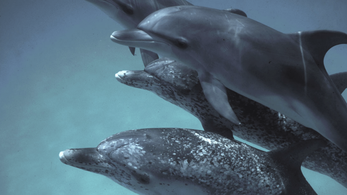 DolphinGemma: Google wants to communicate with dolphins | heise online
