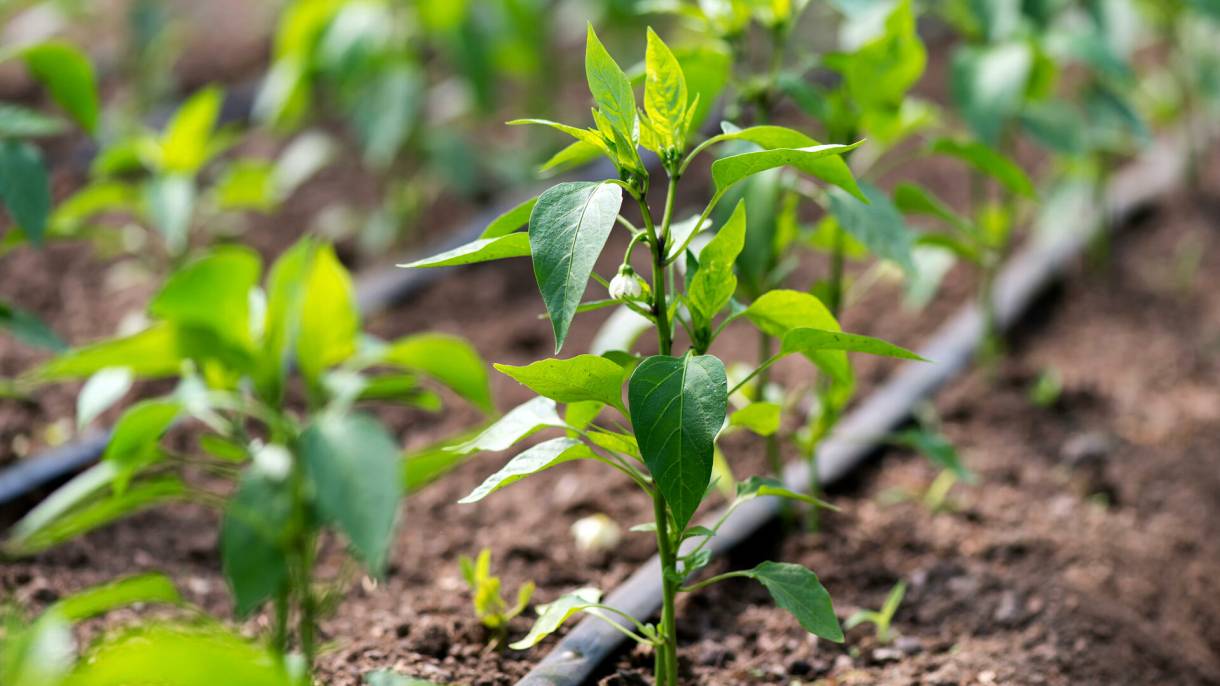 Smart Garden: Bewässerungssystem mit OpenSprinkler und Raspi selber ...