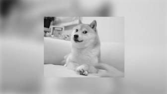 Doge is dead: Dog from the meme dies at 18 | heise online